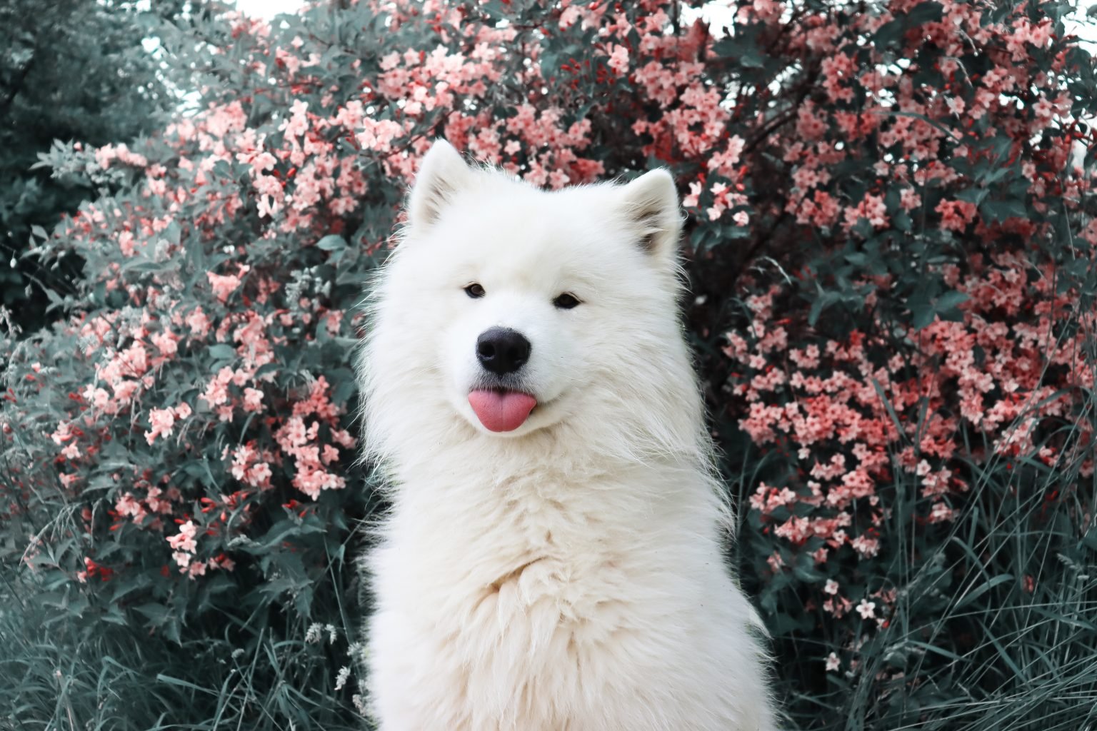 Raising Samoyeds - Your Path to a Happier, Fluffier Life!